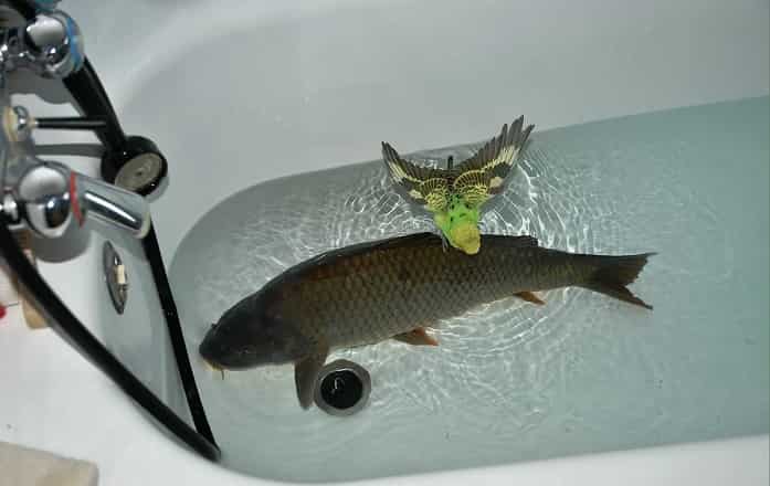Czech carp. Fried carp is a traditional custom in the Czech Republic